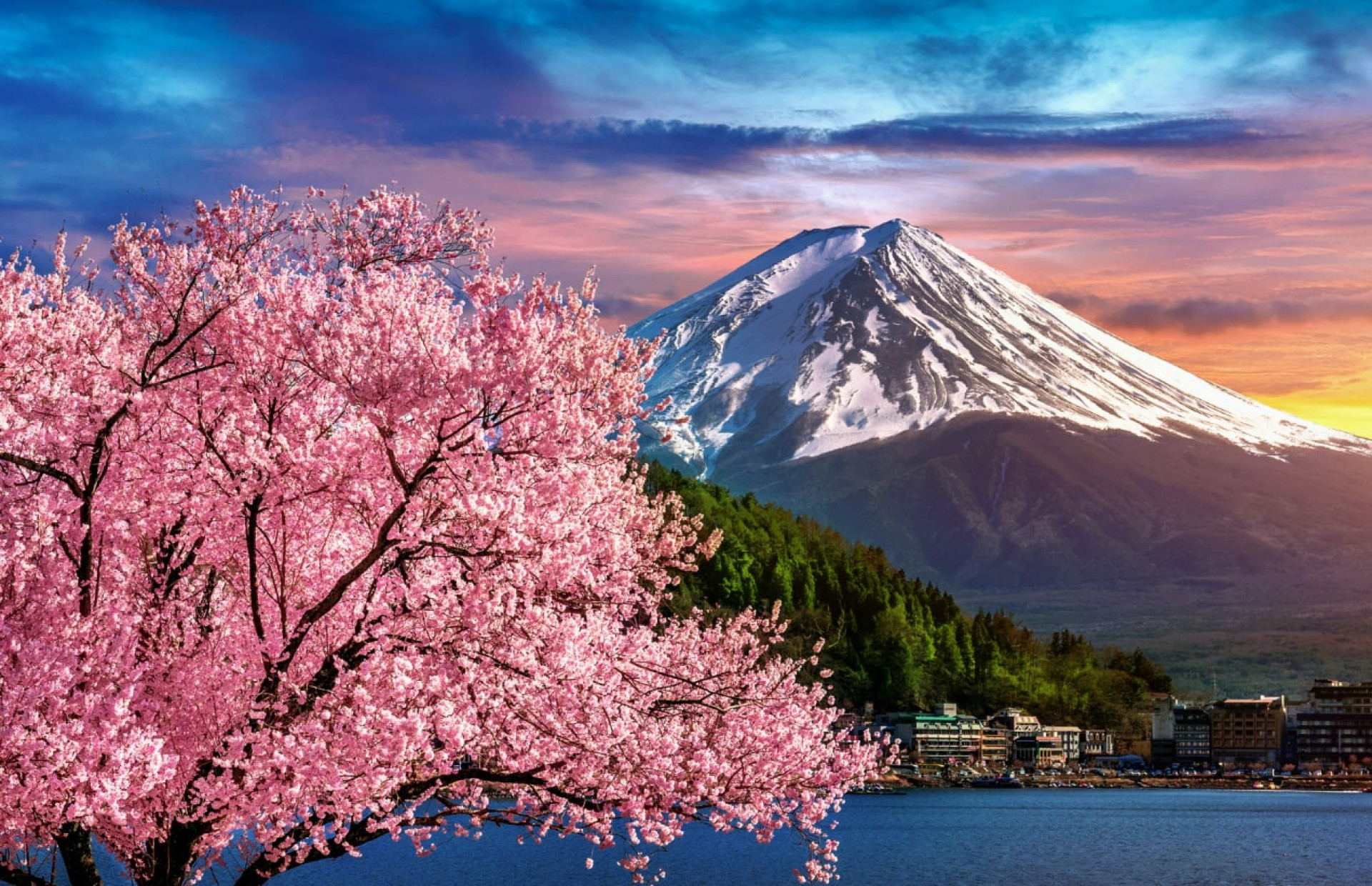 Japan Cherry Blossom Size How To Ski Japan During The 2025 Cherry Japan Cherry Blossom Size How To Ski Japan During The 2025 Cherry